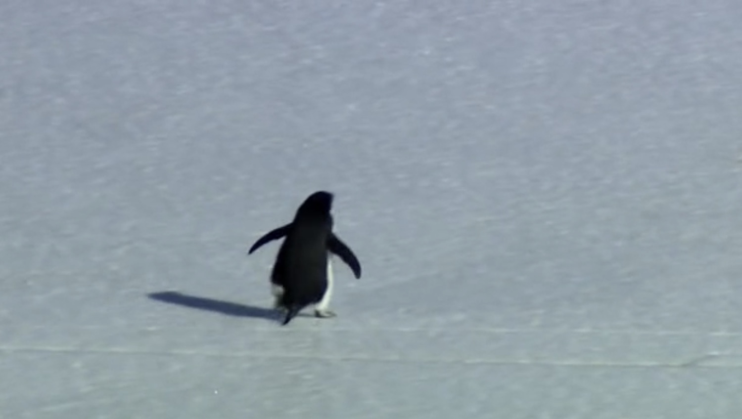 Lost Penguin At The End Of The World, Werner Herzog, 2007 - APHELIS