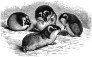 APHELIS - An iconographic and text archive related to communication ...